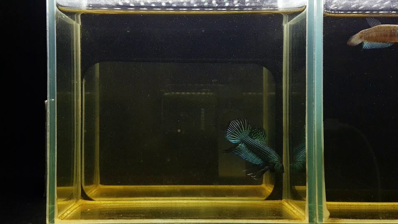 Wild Type Betta : JU111 Green Turquoise Spade Tail Premium - YouTube