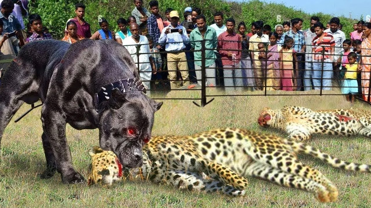 Clouded Leopards Are In Danger When Entering People's Houses To Hunt ...