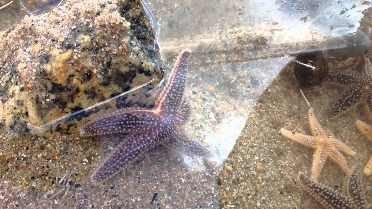 Starfish flipping over - YouTube