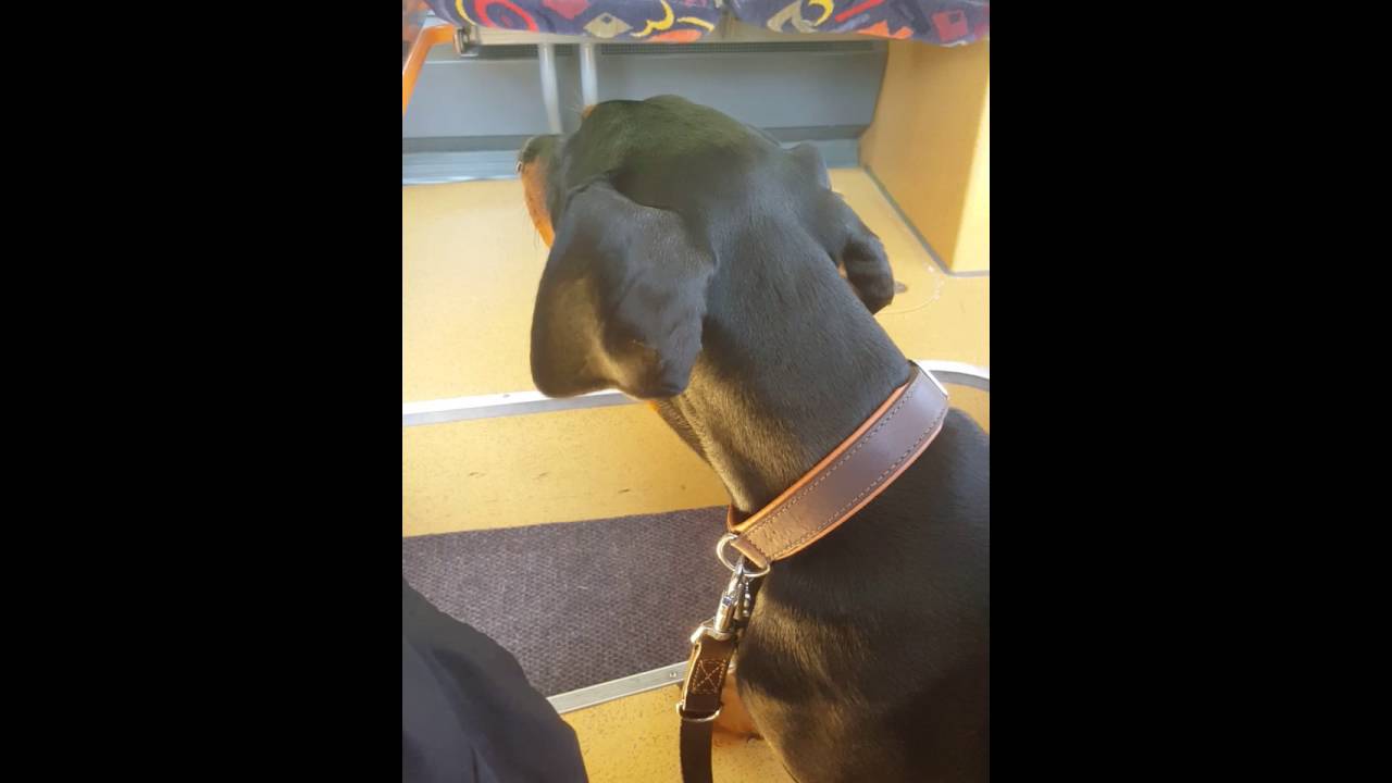 12 Wochen alter Dobermann fährt Bus - YouTube