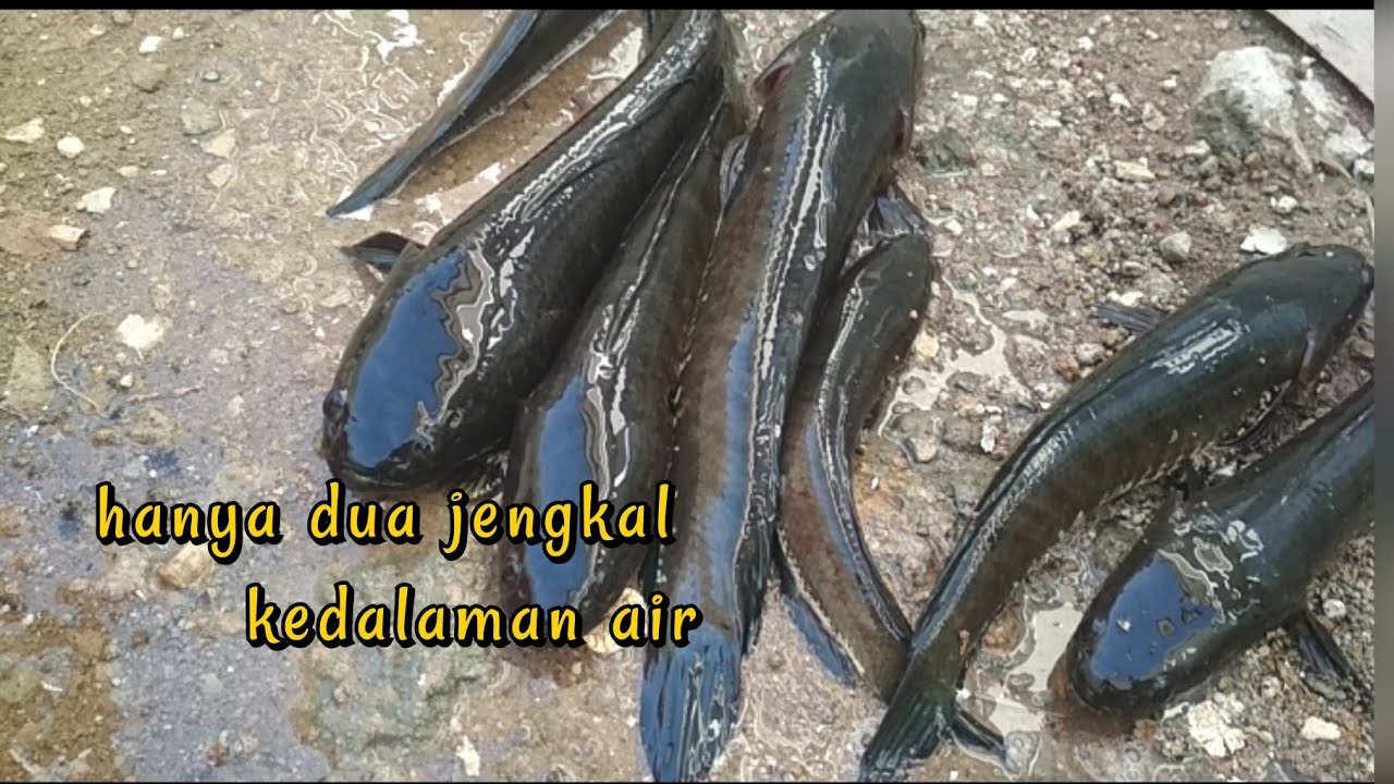 ini caranya.!! mancing gabus dengan baik n benar - YouTube