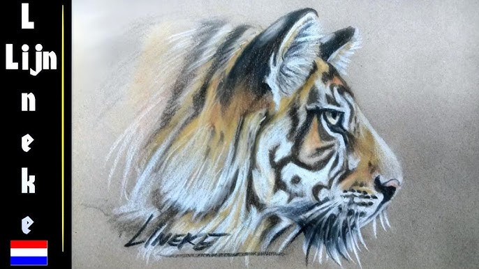 Tijger Ogen Tekening
