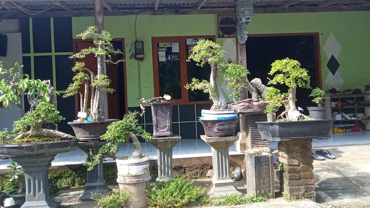 REVIEW BONSAI DI HALAMAN RUMAH - YouTube