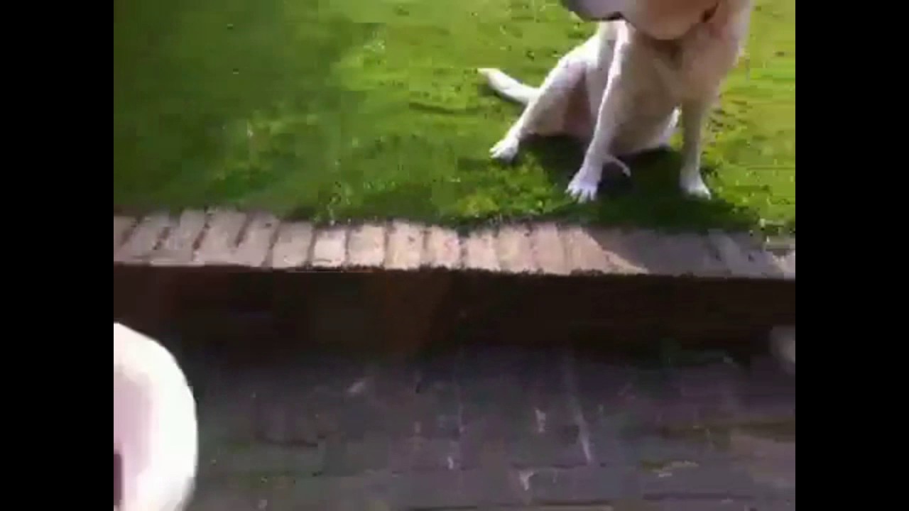 George Michael's dogs/Meg and Abby - YouTube