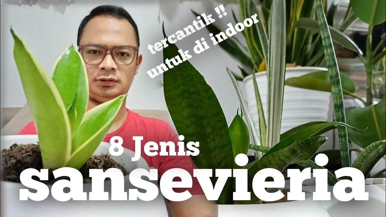 8 jenis sansivera tercantik untuk koleksi tanaman di dalam ruangan ...