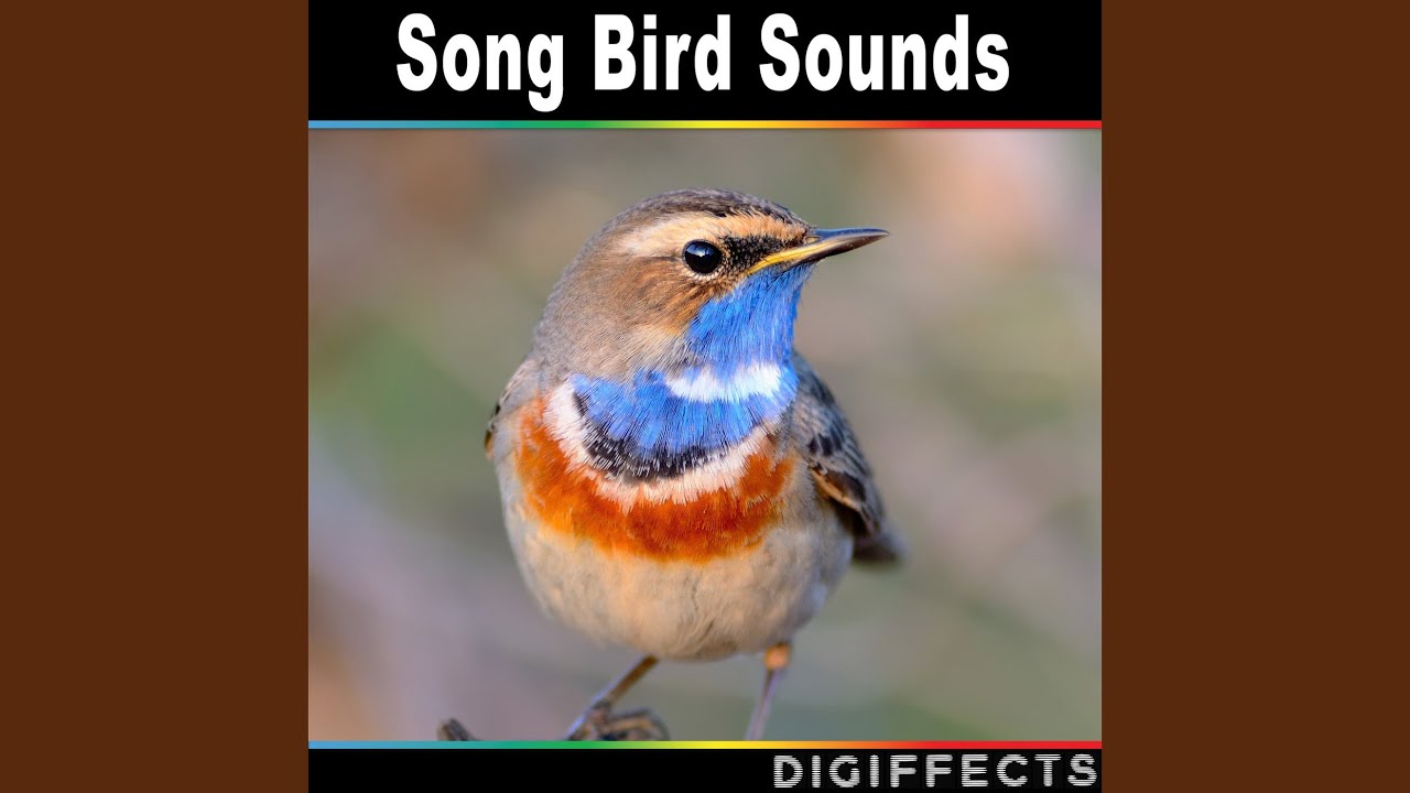 Winter Wren Bird Song - YouTube