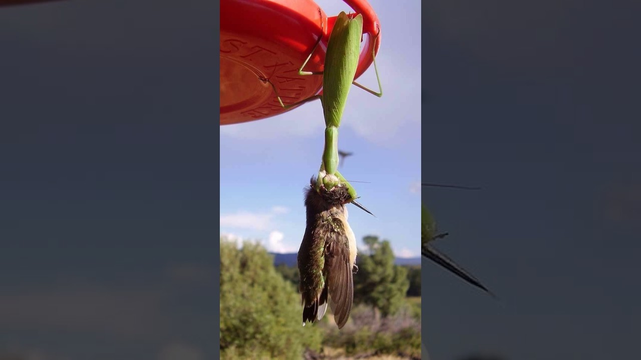 Praying Mantises Are Killing Birds And Eating Their Brains Worldwide ...