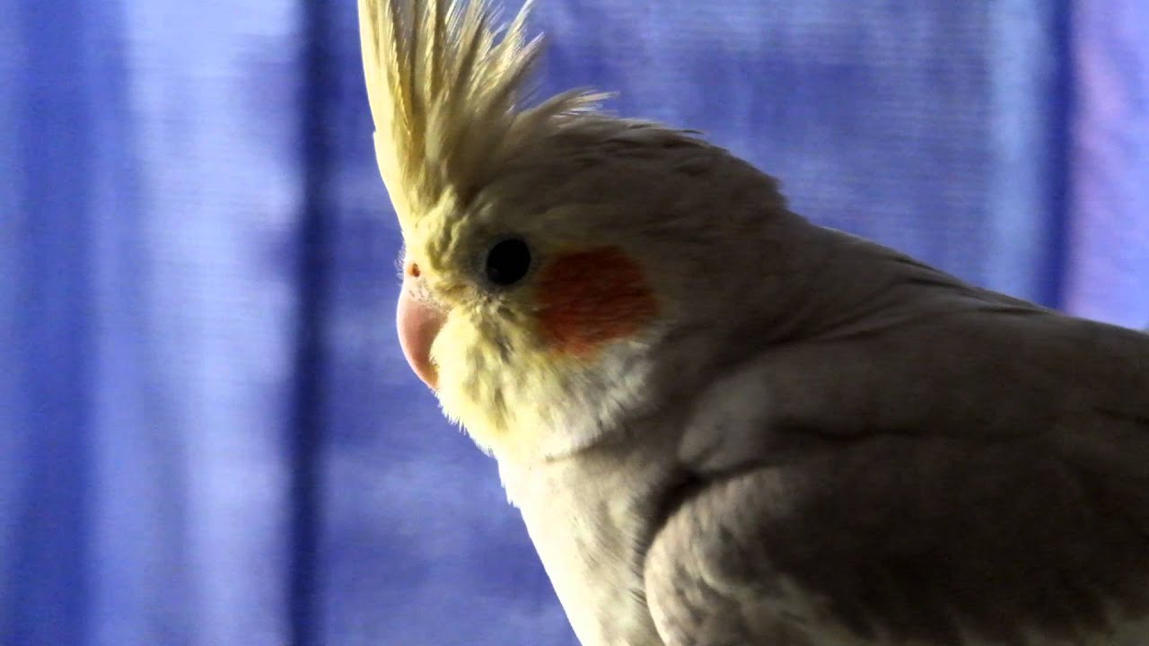 Squawk - test footage - YouTube