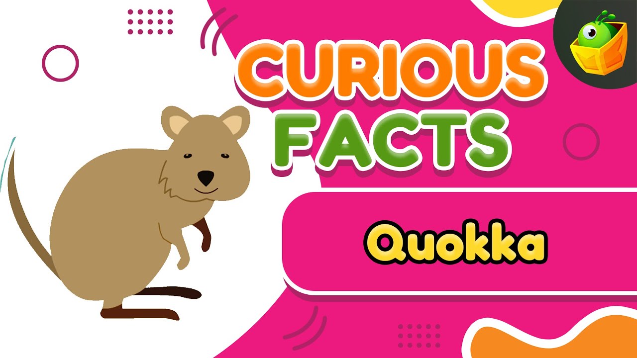 Quokka Fun - Discover How These Cute Animals Think - Meet the Quokkas ...