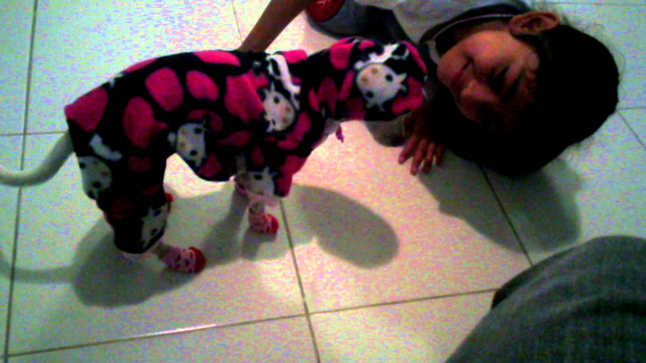 Pinky con su primer cachoron - YouTube