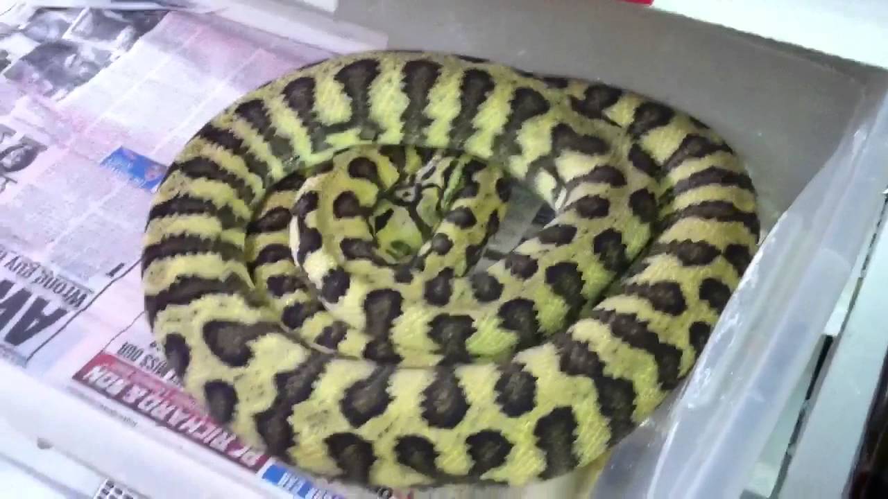 New Addition: Jaguar Carpet Python - YouTube