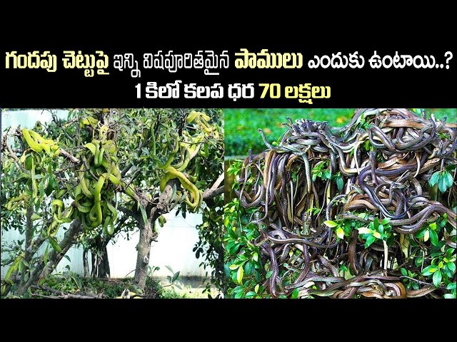 Sandalwood Tree And Snake ABEFARIYA Red Sandalwood Plant Price In