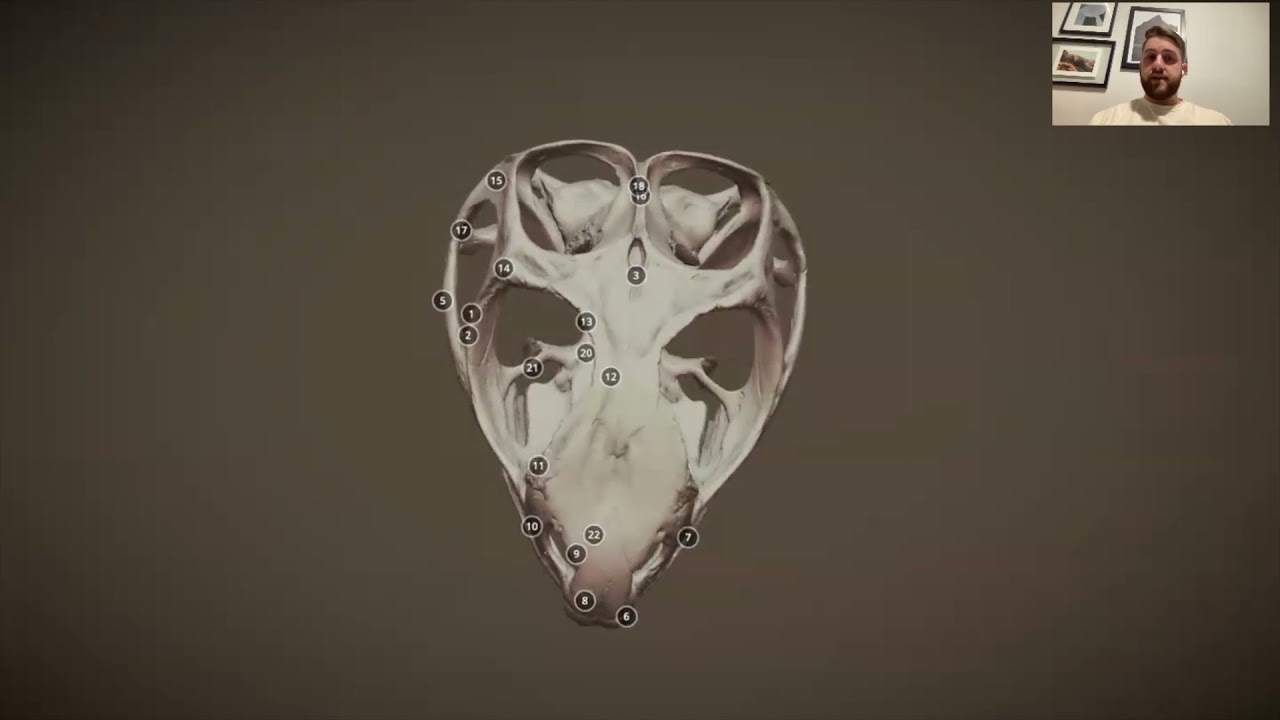 Undergraduate Showcase - Tuatara and Their Third Eye | Zackery ...