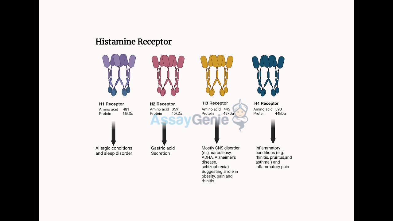 Histamine Receptors Immunological and Neurological Roles - YouTube