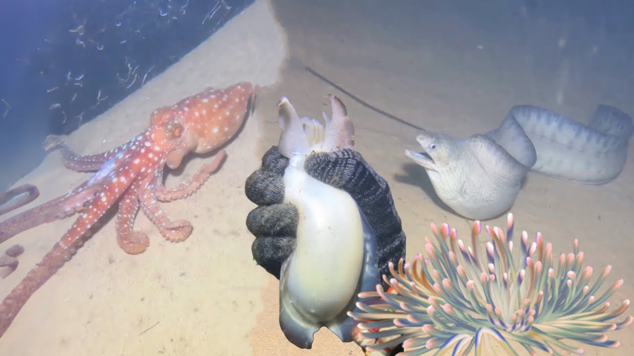 Diving to catch octopus, shrimp, crab, fish, eel - Super fast and smart ...