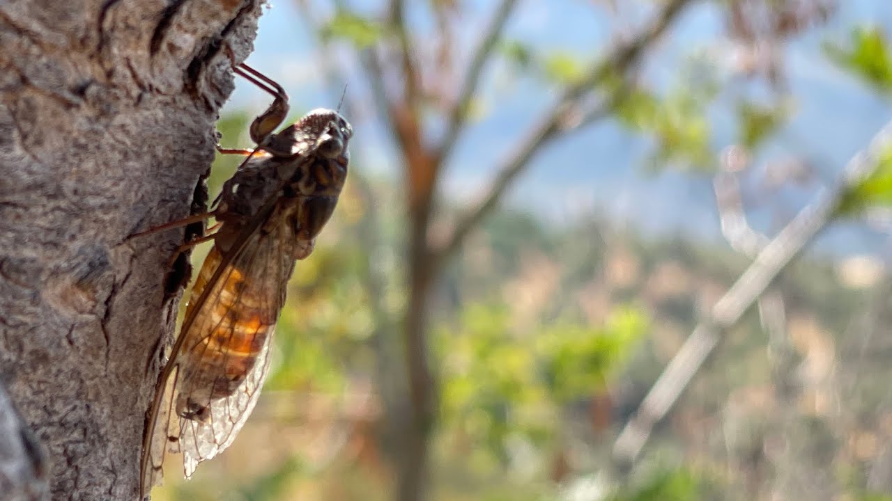 Crete, Greece 4K 60fps - Cicadas Orchestra in Olive Groves - YouTube