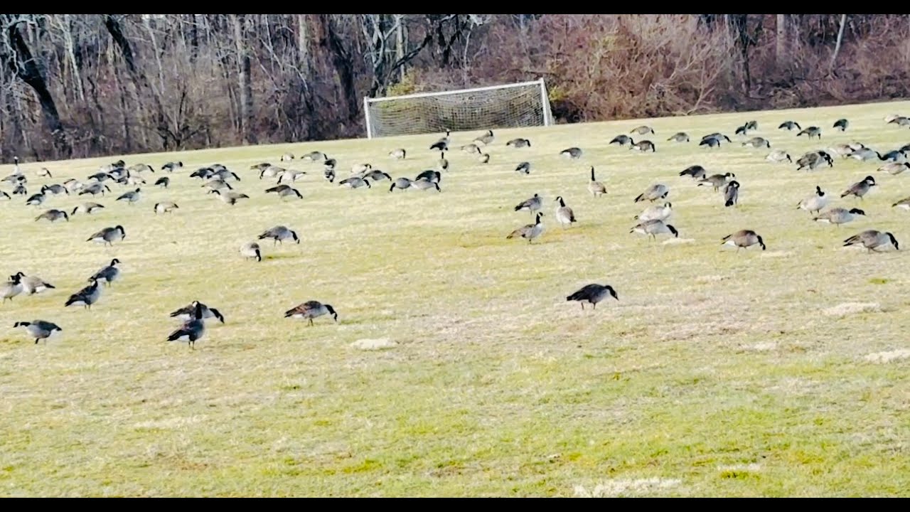 Hundreds of Goose in the Stadium #geese #goose - YouTube