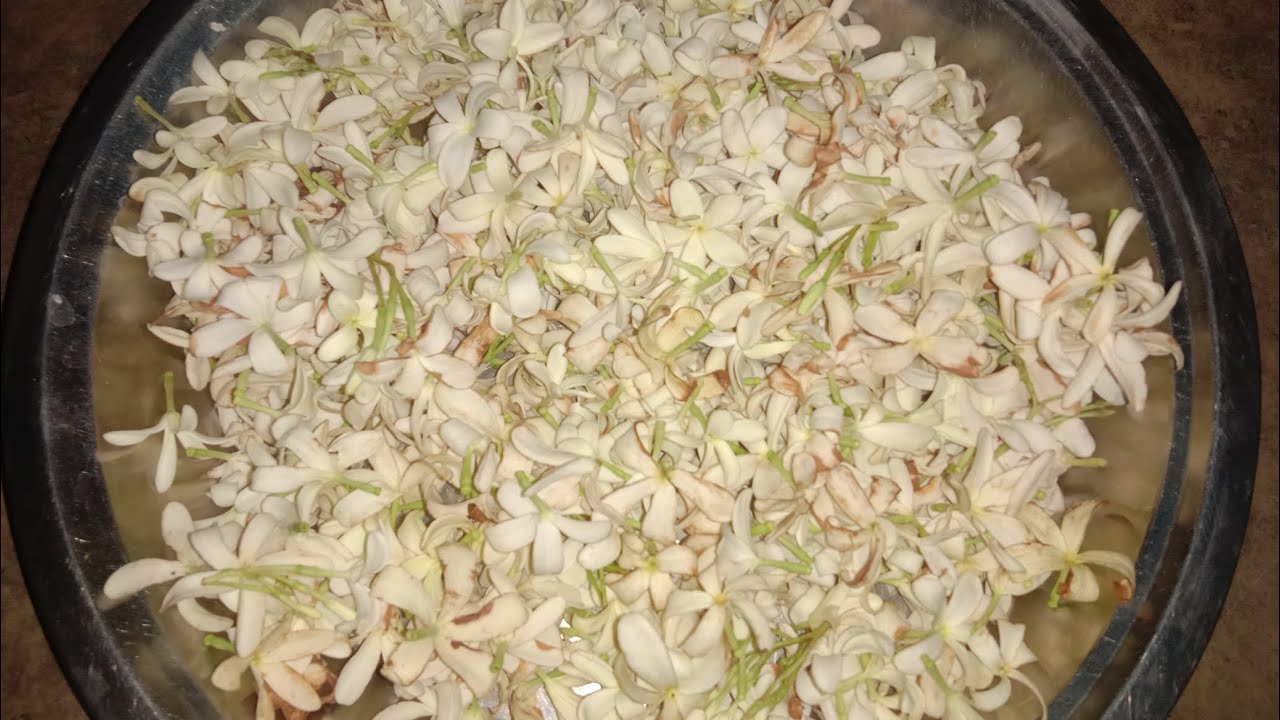 कुड़वा के फुल की सब्जी बनाने का सिम्पल और सबसे आसान तरीका 😍। kudwa ke phool ki sabji🤗। - YouTube