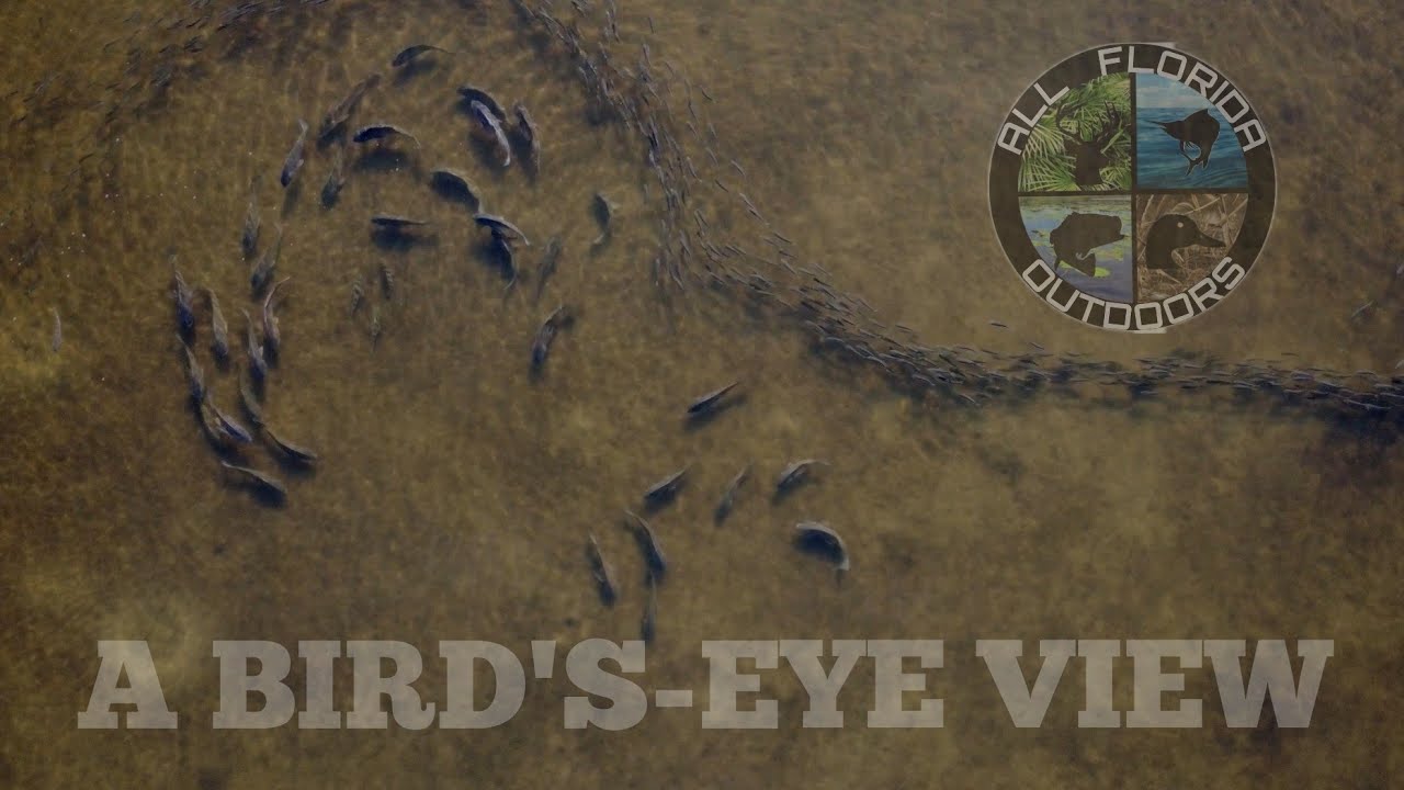 fishing from above - A BIRD'S-EYE VIEW - YouTube