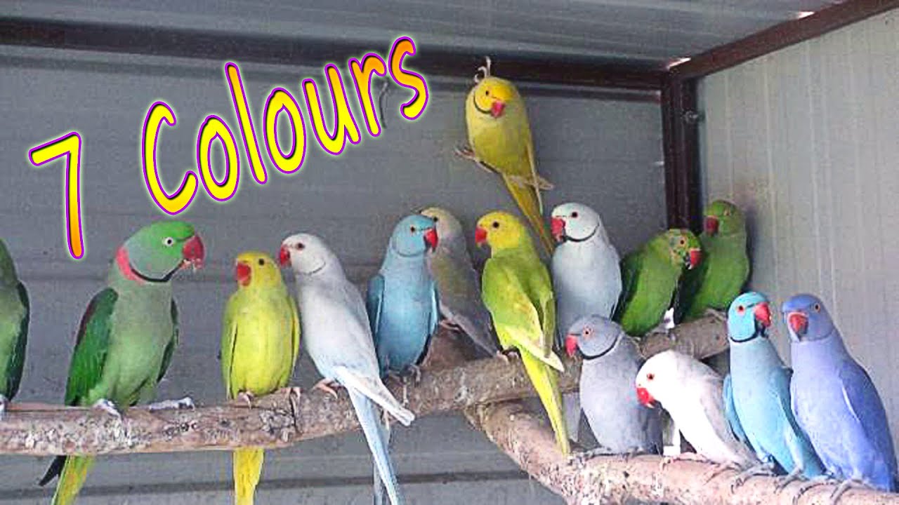 Different colors of Indian ringneck parrot | INDIAN RINGNECK PARROT ...