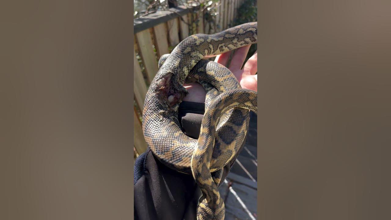 Headed out this morning to check on this injured Carpet python#snake ...