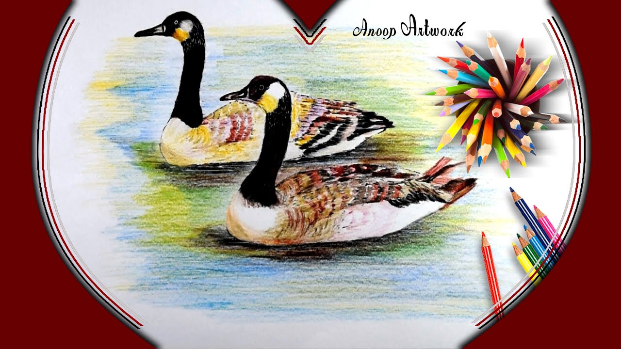 Swan Drawing in Color Pencils | Bird Drawing - YouTube