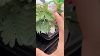 Sensitivity Plant - Mimosa Pudica