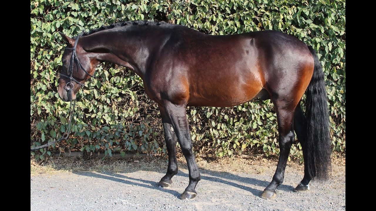 SOLD - Con Carnet - *2012, prospect hunter, Cormint x Lascadel, www ...