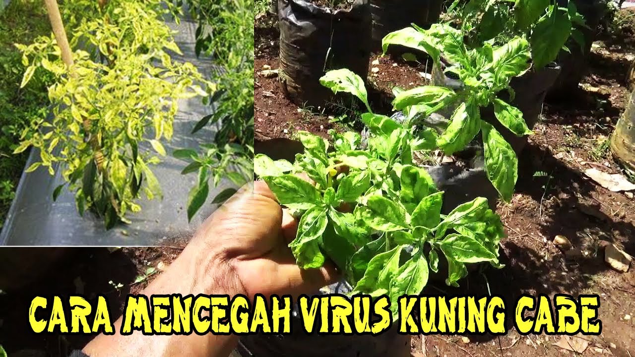 Cara Mencegah Penyakit Kuning KeritIng Cabe Yang Belum ada Obatnya ...