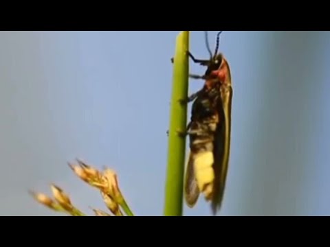 Firefly | Fireflies | Firefly Video | Firefly Sound | Firefly Studios ...