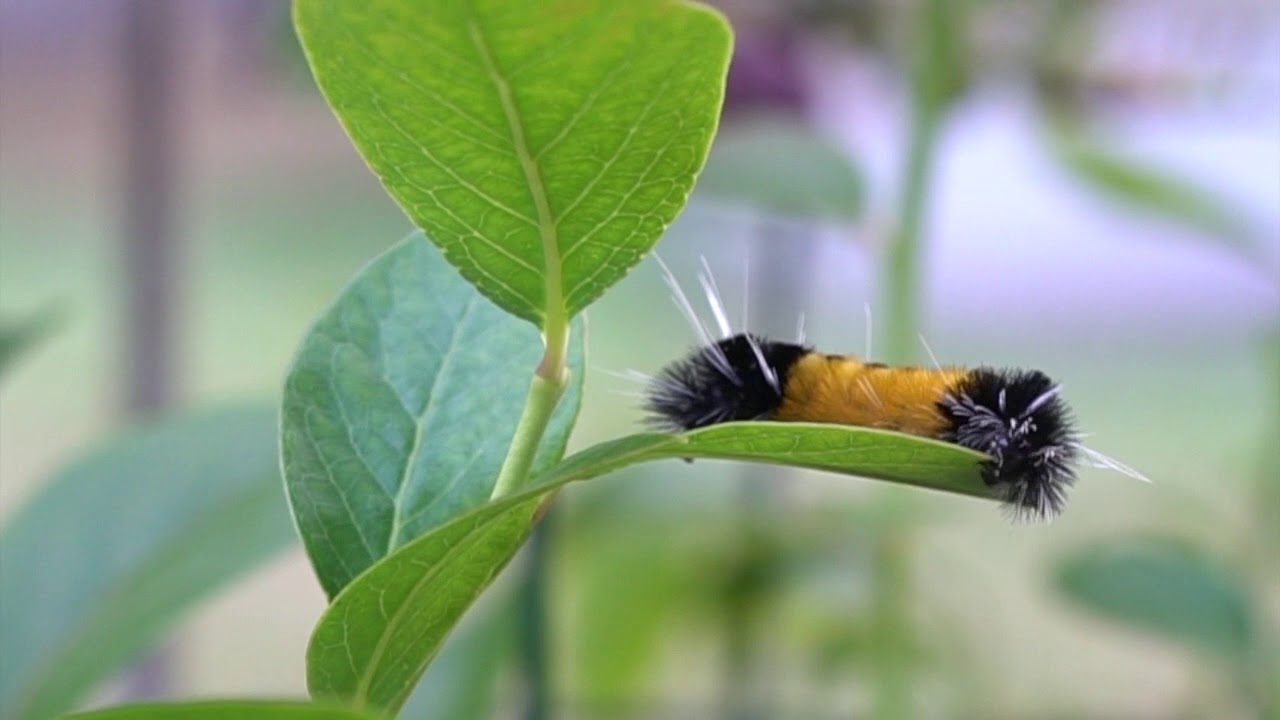 Caterpillar having dinner - YouTube