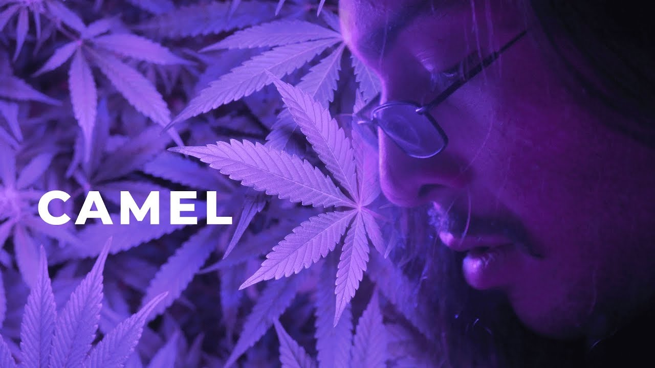 Dimomô - Camel (Prod. MK) - YouTube