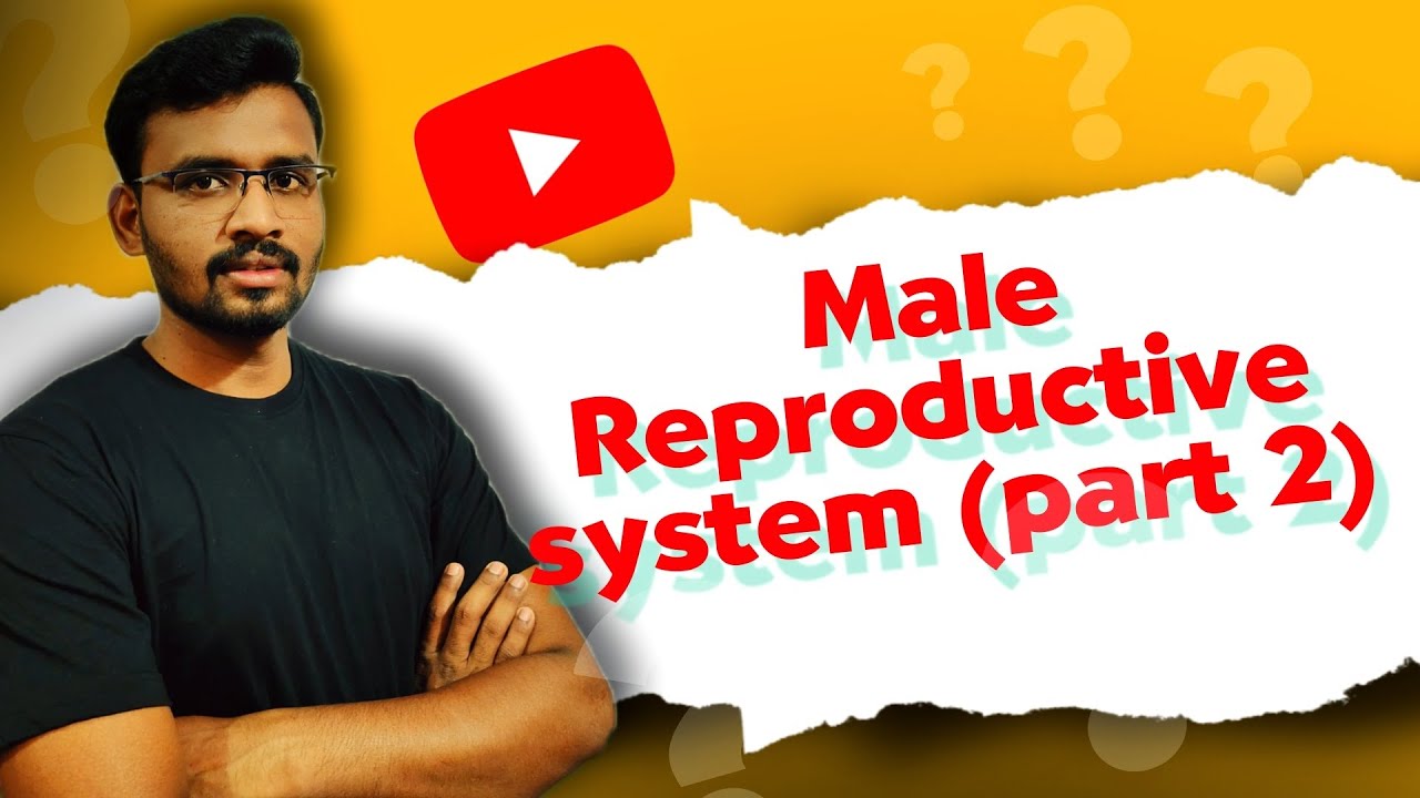 male Reproductive system|reproduction in lower and higher Animal|State ...