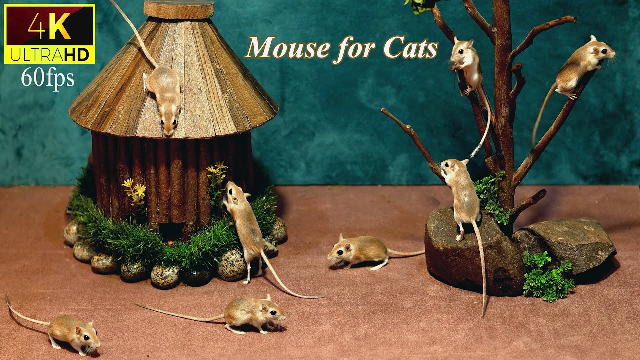 Cat Games on Screen: Mouse Playing on Wood Branches | Video for Cats to ...