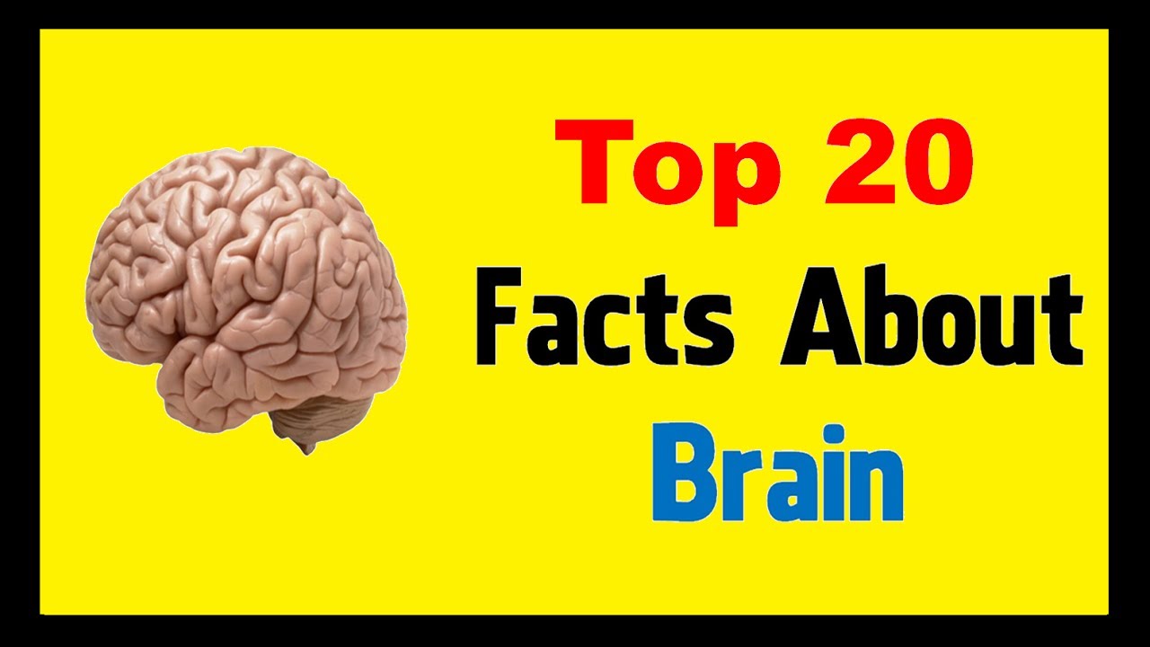 Your Brain Facts YouTube your-brain-facts-youtube