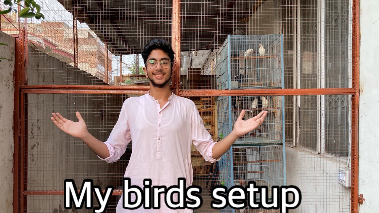 My birde setup 👍🐦|faiq sheikh - YouTube
