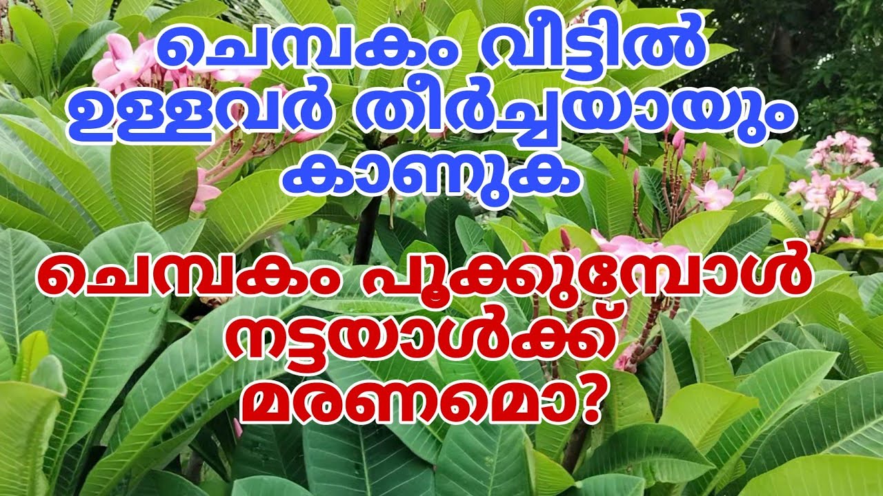ചെമ്പകം പൂത്താൽ നട്ടയാൾക്ക് മരണം. myth about chembakam plant .Chembakam ...