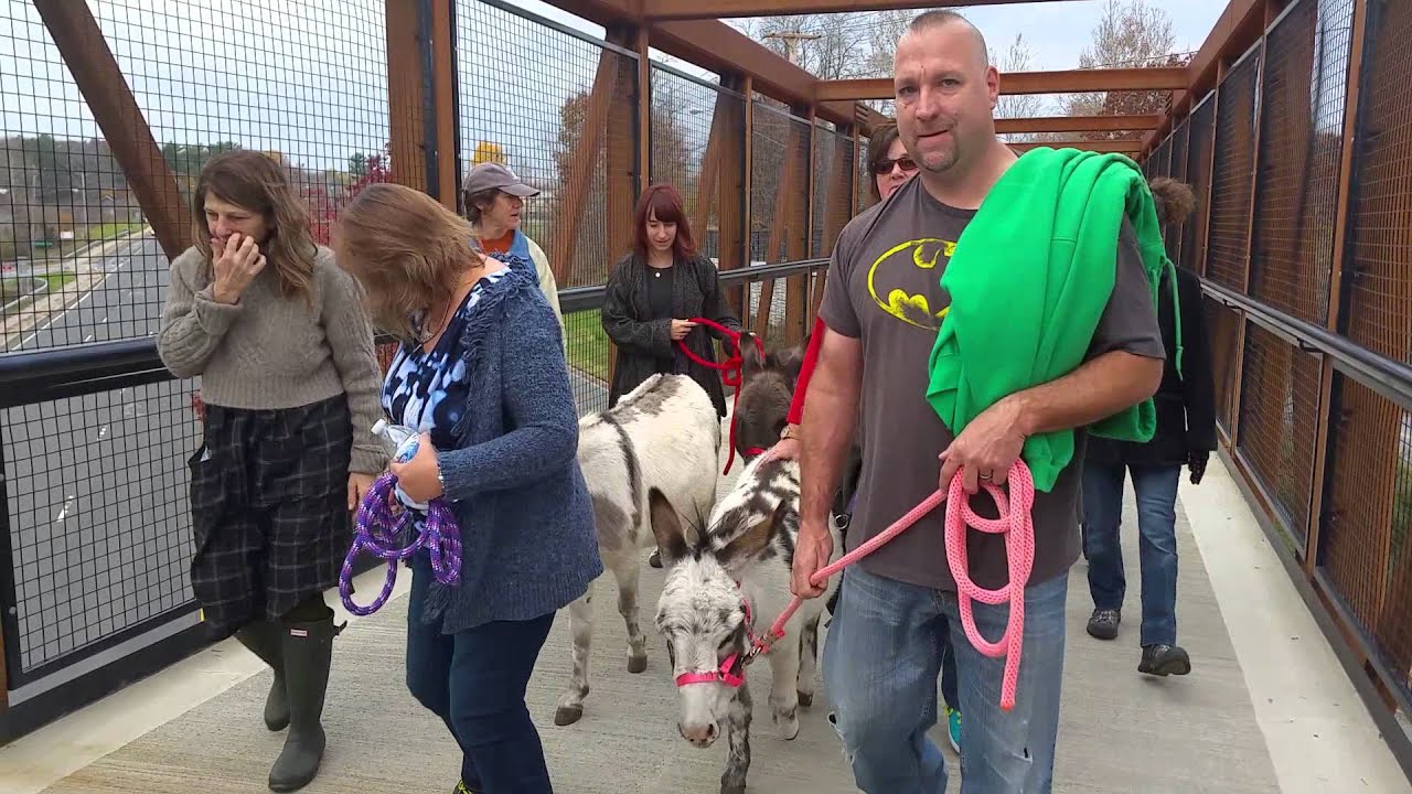 Walking with donkeys on the Dutchess Rail Trail, Poughkeepsie, NY - YouTube