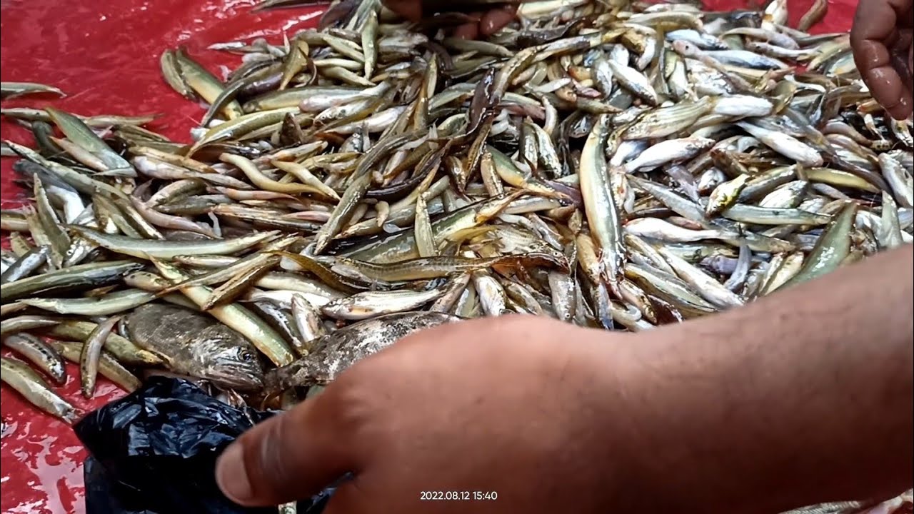 Indian Local Fish 🙋👍👆👇 - YouTube