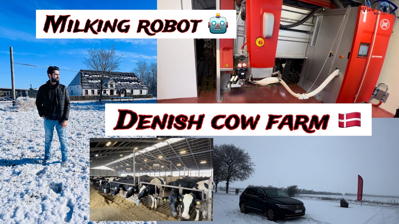 Denmark’s cow farm 🇩🇰🐄 !! Milking robot !! Milk production in Denmark ...
