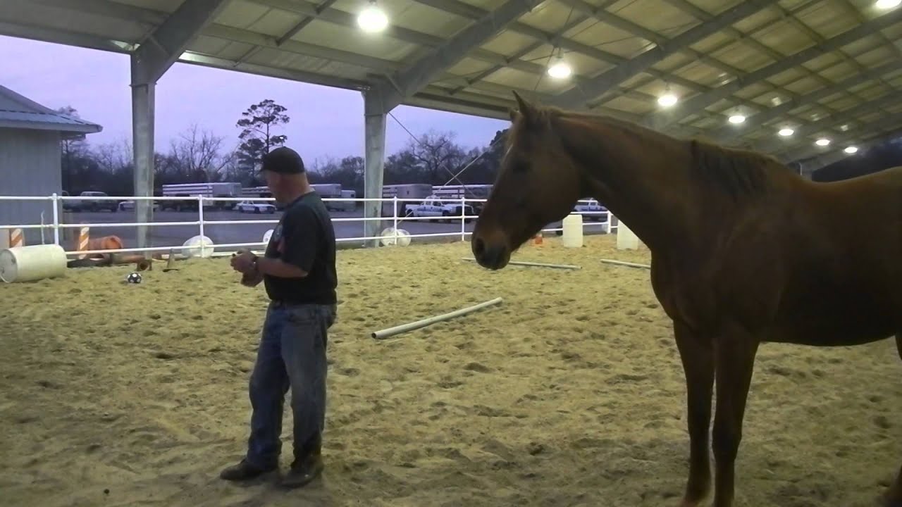 The Texas State Horse Council Visits the Houston Police Mounted Patrol ...