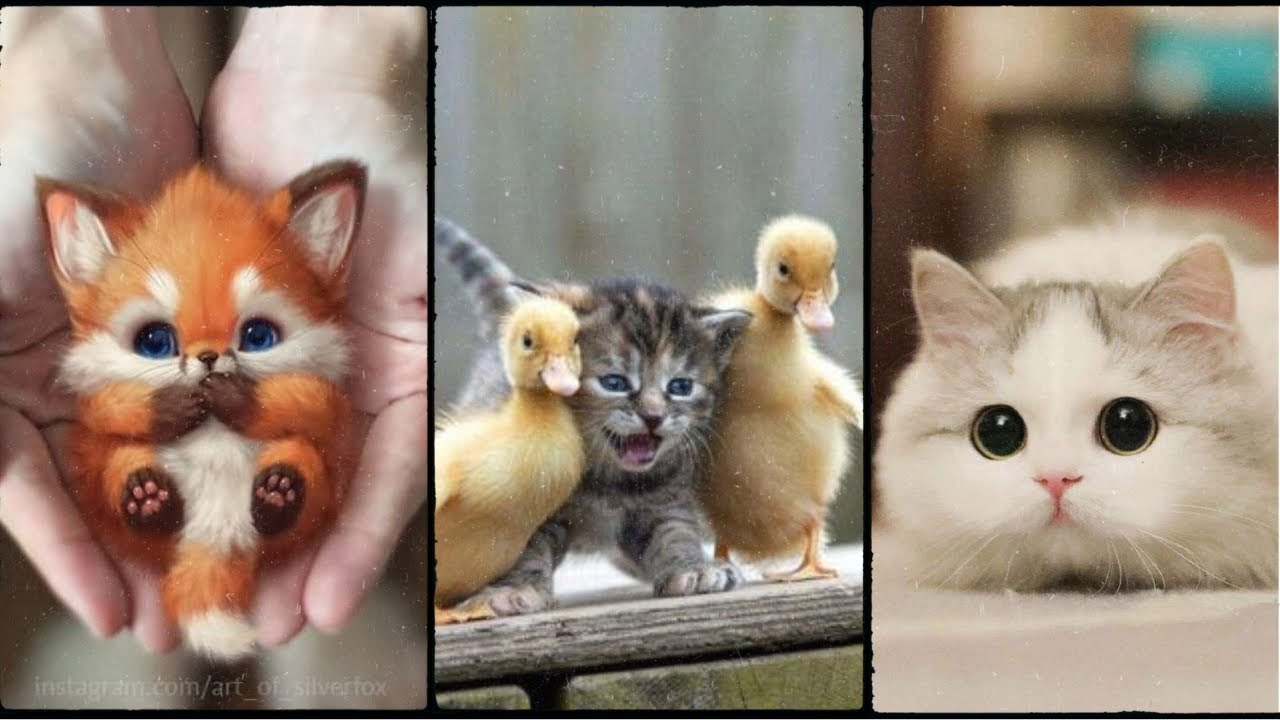 25 Adorable Cute Animal pictures That melt our Heart #animal # ...
