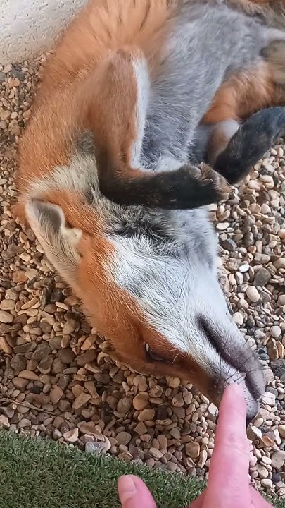 AFFECTIONATE RED FOX-BOOP THE SNOOT XD - YouTube