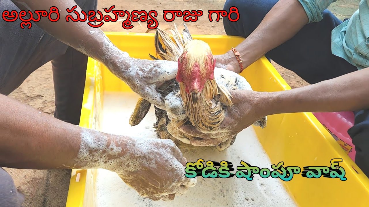 How To Give Shampoo Bath To Rooster /షాంపూ వాష్/ Alluri Subrahmanyam ...