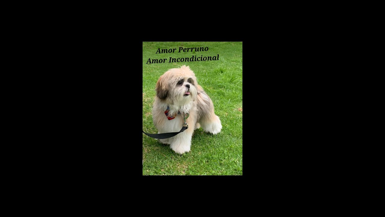Primeros meses con tu bebe perruno - YouTube