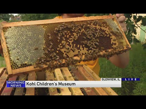 A look at the bee exhibit at the Kohl Children's Museum - YouTube