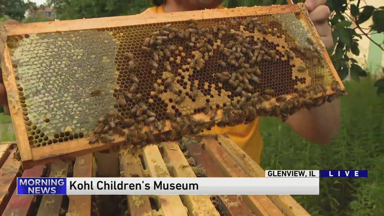 A look at the bee exhibit at the Kohl Children's Museum - YouTube