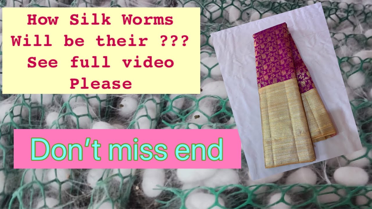 Silk Worms 🐛 || Silk Preparing || See Full Video 📼 🐛🐛🐛🐛 - YouTube