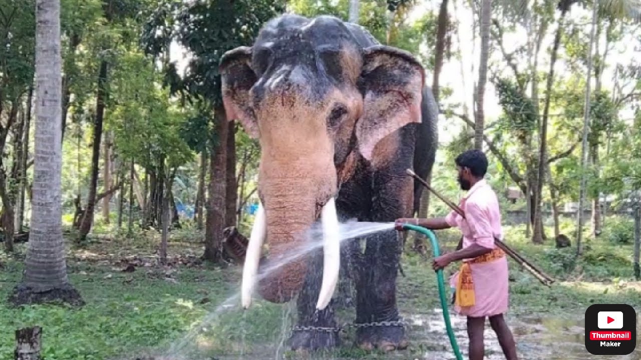 OMALLUR GOVINDANKUTTI.... ഗോവിന്ദൻകുട്ടിയുടെ നീരാട്ട്....!!🥰 - YouTube