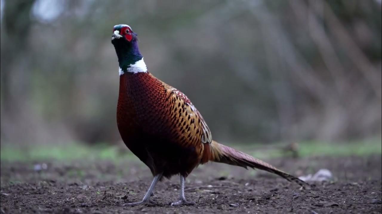 Ring necked pheasant 4K - YouTube